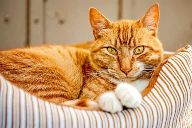 Wat is de normale lichaamstemperatuur van een kat? - My Happy Pet